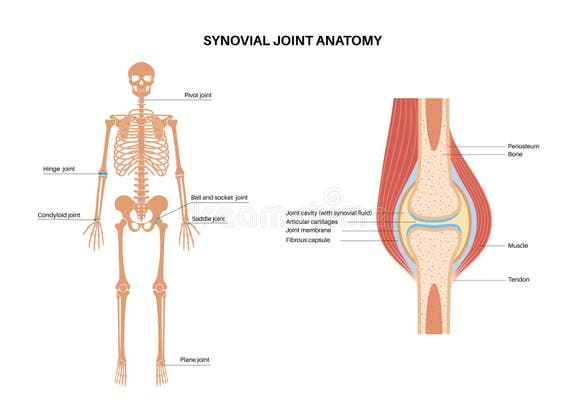 Synovial Joint Poster Stock Vector Illustration Of Vector 307663795