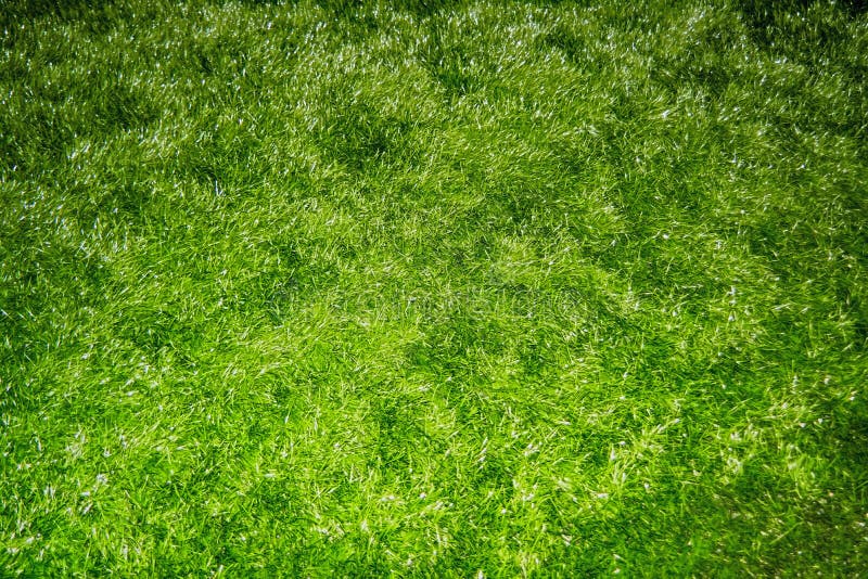 Synthetic Artificial Grass Texture. Artificial Grass Texture for ...