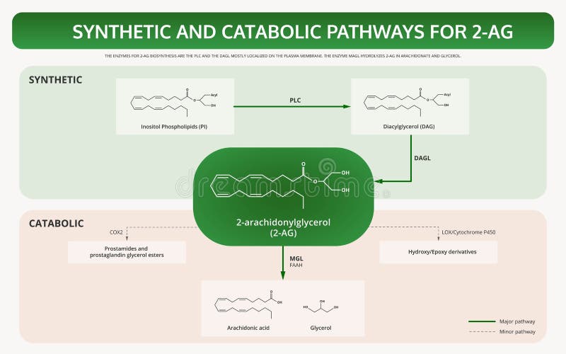 Synthetic and Catabolic Pathways for 2-AG Horizontal Textbook ...