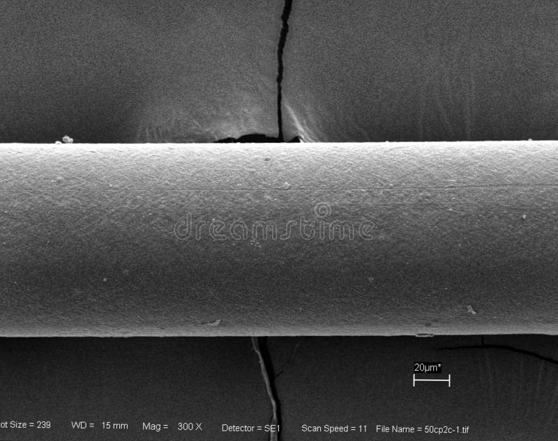 The Scanning Electron Micrograph of the Synthetic Fabric, Polymer ...