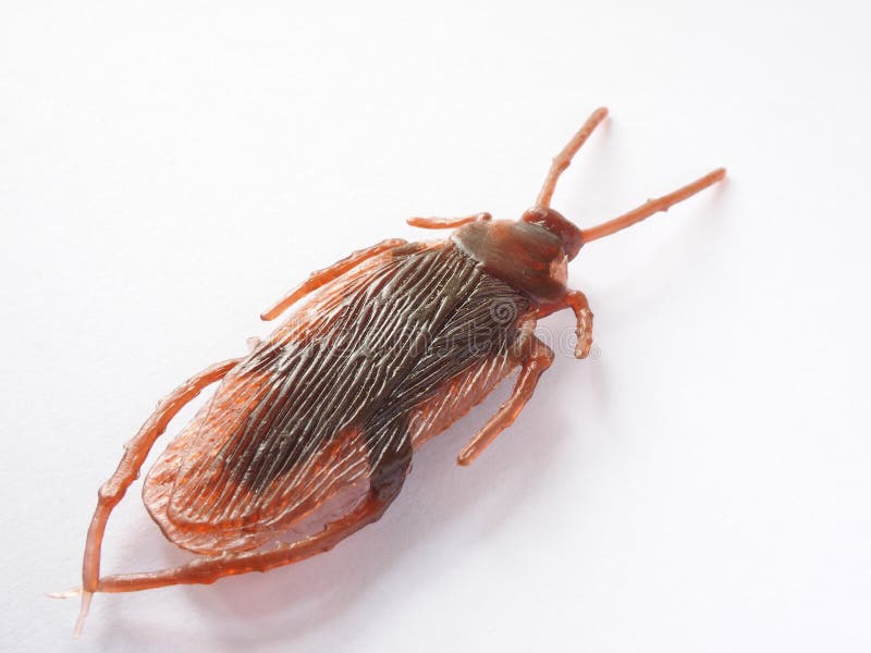 Rubber Cockroach Stock Photos - Free & Royalty-Free Stock Photos from ...
