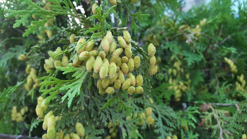 Sypress Plants Stock Photos - Free & Royalty-Free Stock Photos from ...