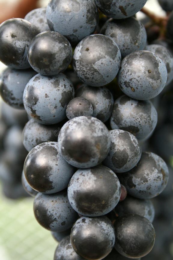 Syrah Grapes stock photo. Image of delicious, fermentation - 4161358