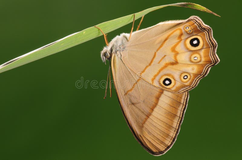 Confusa de BUTTERFLY/Lethe imagen de archivo. Imagen de puntos - 57299881