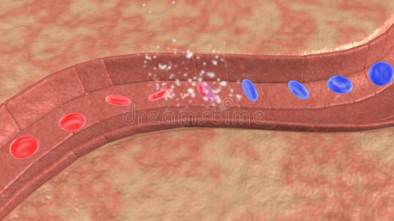 Blodcirkulation arkivfilmer. Video av cirkulation, hjärta - 72520912