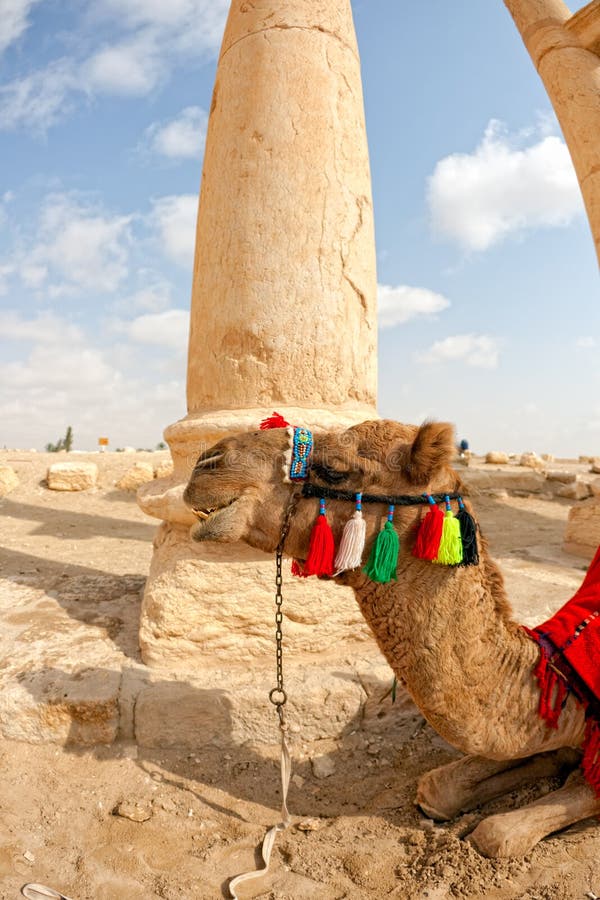 Syria - Palmyra (Tadmor) foto de stock. Imagem de camelo - 12145754