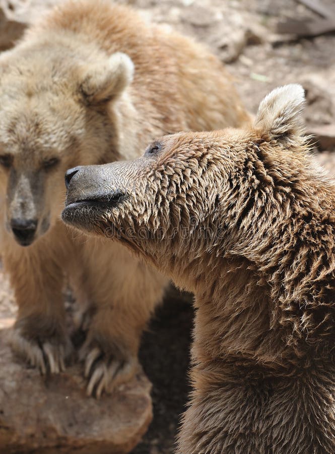 Syrian bear stock image. Image of wildlife, claws, yellow - 11704525