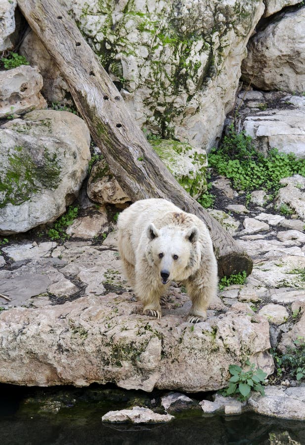 Syrian bear stock photo. Image of ears, green, animal - 48160534