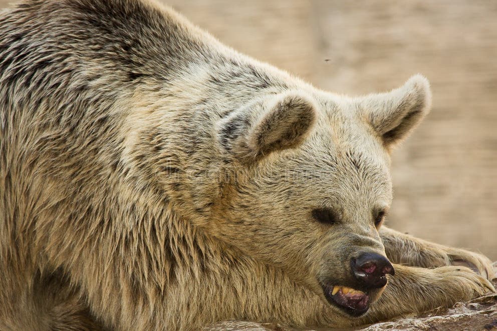 Syrian Brown Bear stock photo. Image of iraq, afghanistan - 10400684
