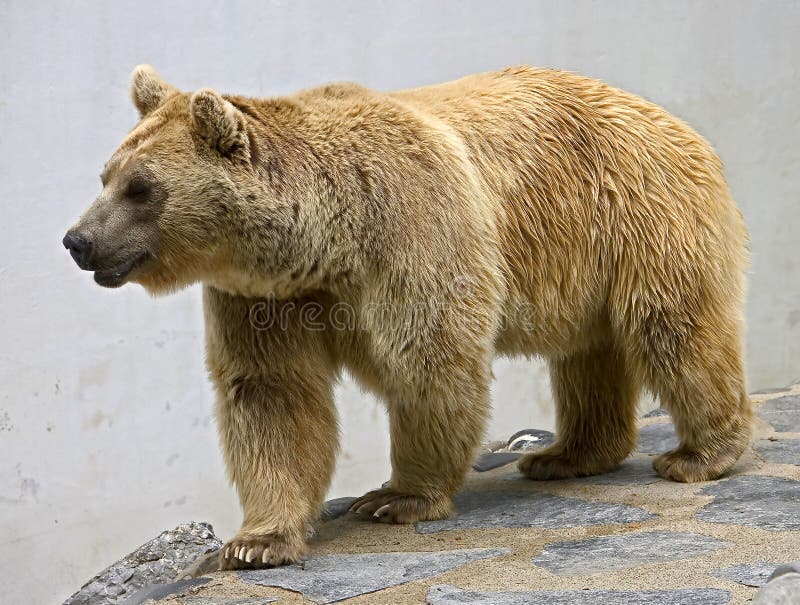 Syrian Brown Bear stock photo. Image of iraq, afghanistan - 10400684