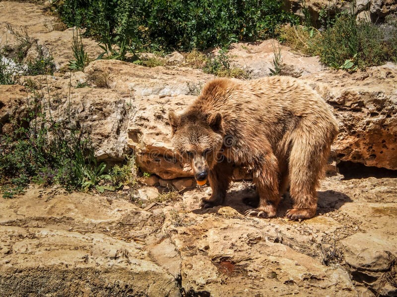 Syrian Brown Bear, Jerusalem Biblical Zoo in Israel Stock Photo - Image ...