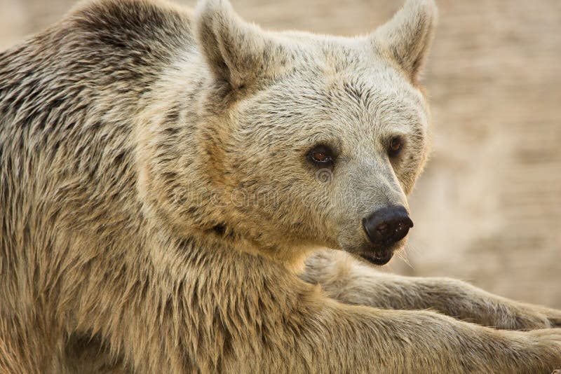 Syrian Brown Bear portrait stock image. Image of close - 10400929