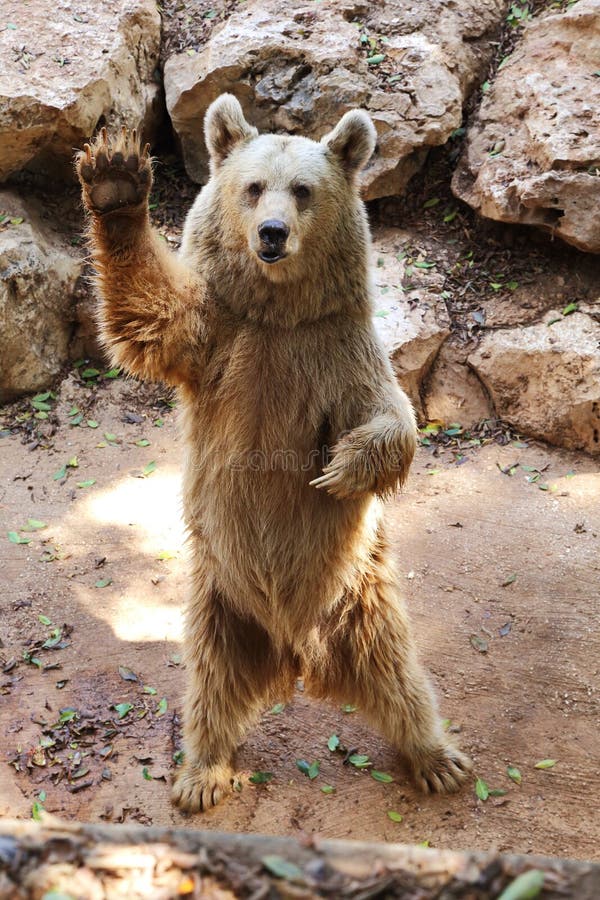 Syrian Brown Bear stock photo. Image of iraq, afghanistan - 10400684