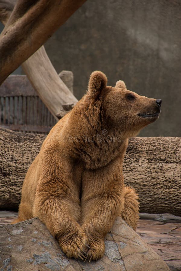 698 Brown Bear Side View Photos - Free & Royalty-Free Stock Photos from ...