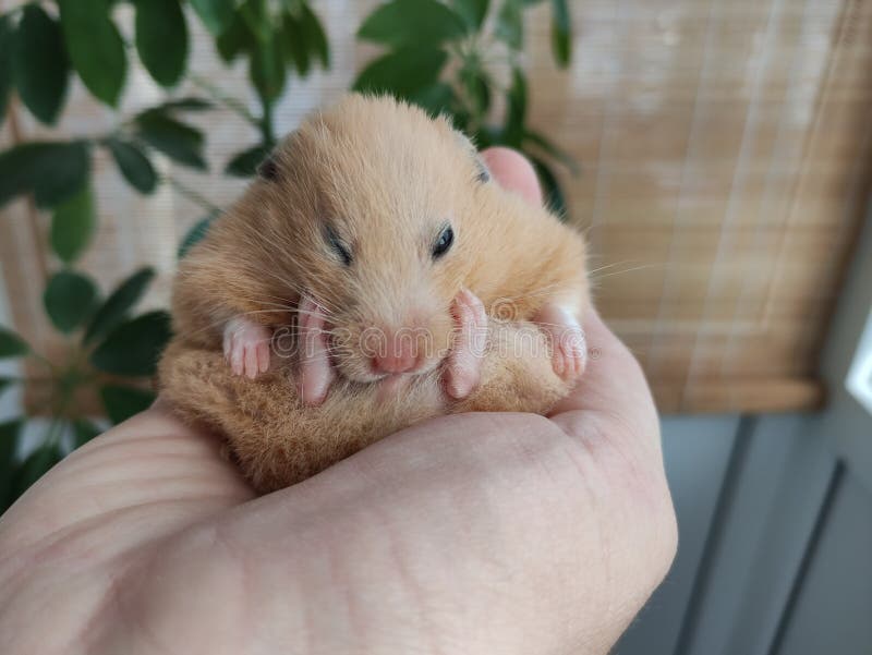 Syrian Golden Hamster is Curled Up and Sits in Hand Stock Image - Image ...