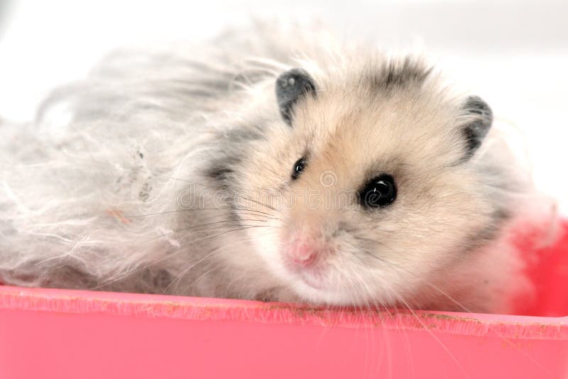Syrian Hamster 5 Picture. Image: 5922896