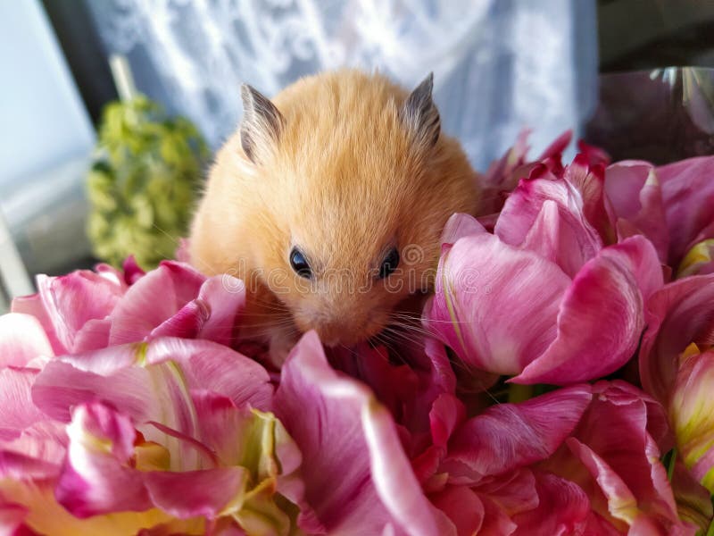 Hamster wedding stock image. Image of small, whiskers - 5127253