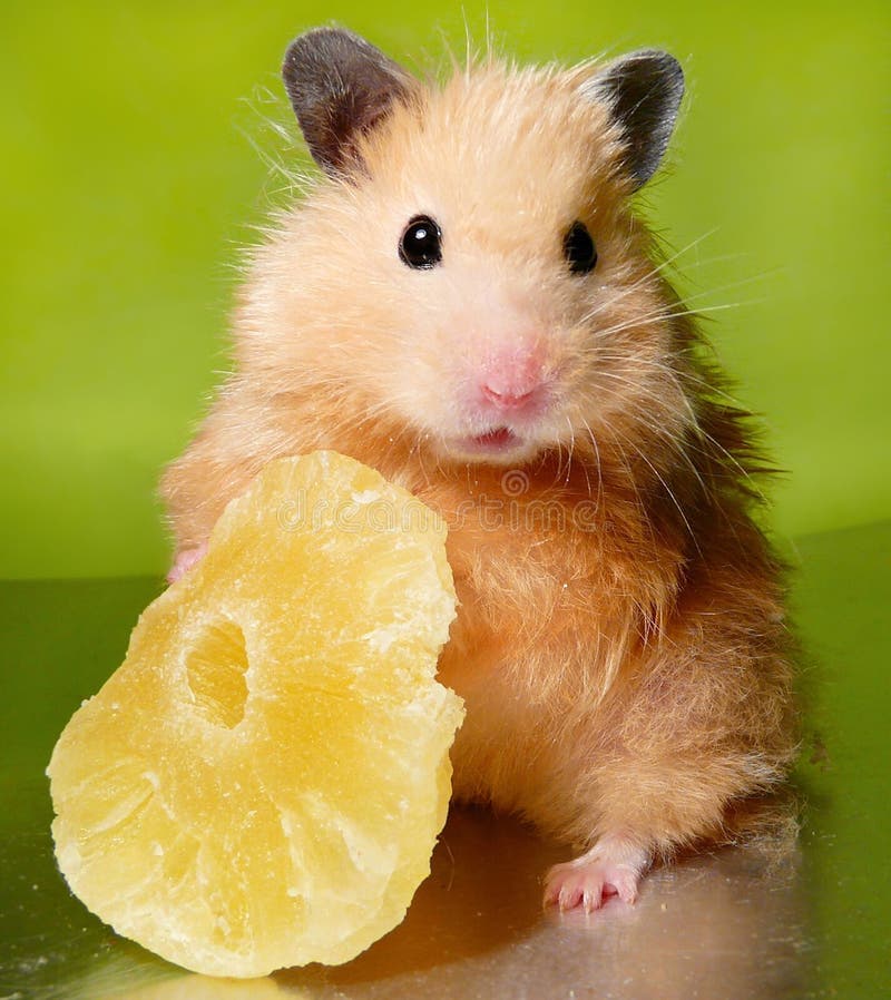 Syrian Hamster Wallpaper Purchase Store | www.pinnaxis.com