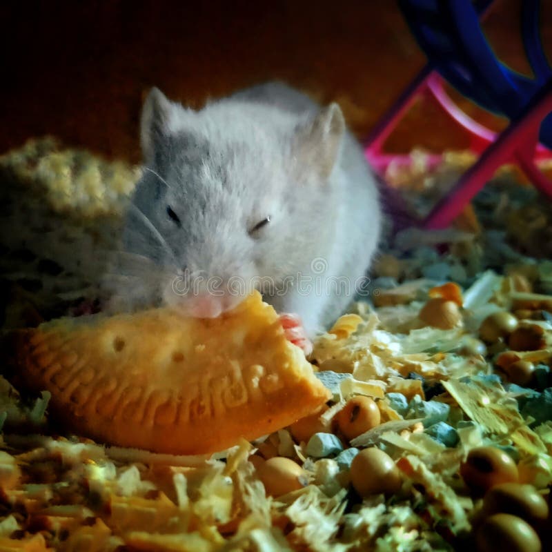Syrian Hamster is Eating Biscuit Stock Photo - Image of chipmunk, nose ...