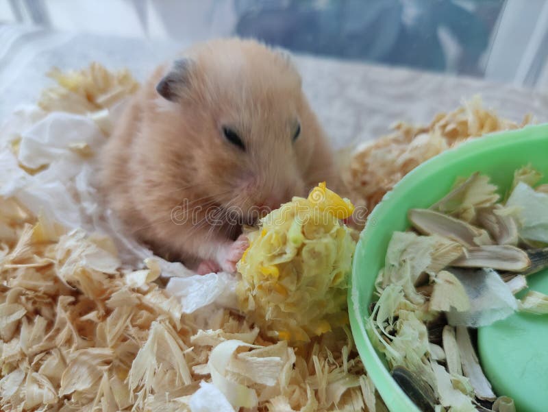 Syrian hamster eating corn stock image. Image of natural - 227491343