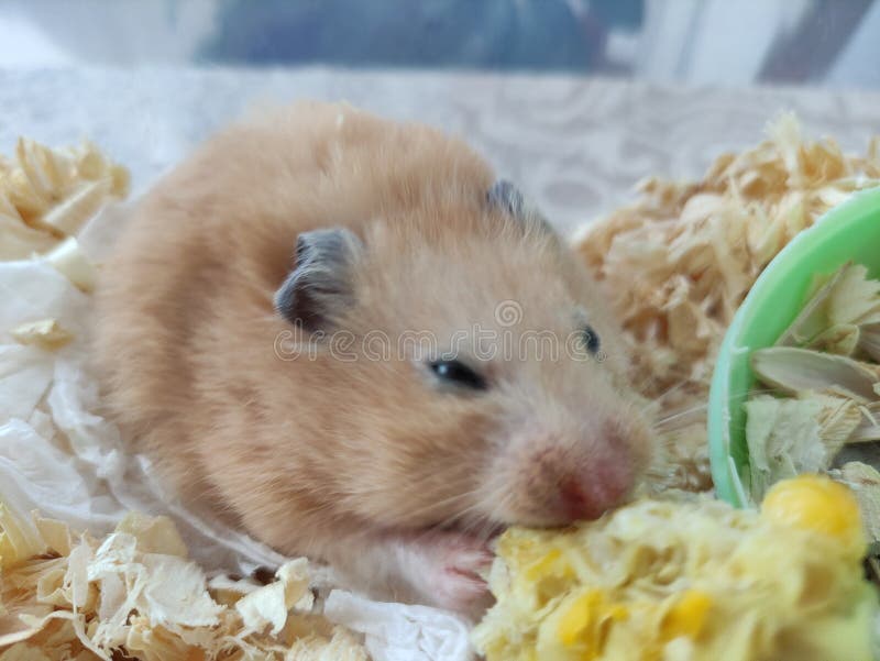 Syrian hamster eating corn stock image. Image of food - 227491345