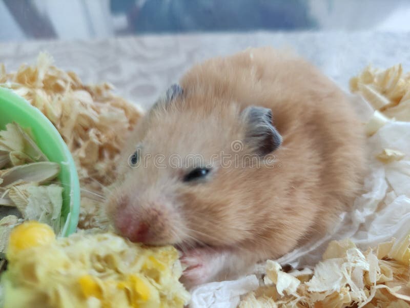 Syrian hamster eating corn stock photo. Image of eating - 235504468