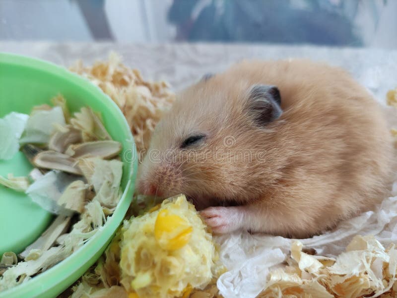 Syrian hamster eating corn stock image. Image of brown - 235504471