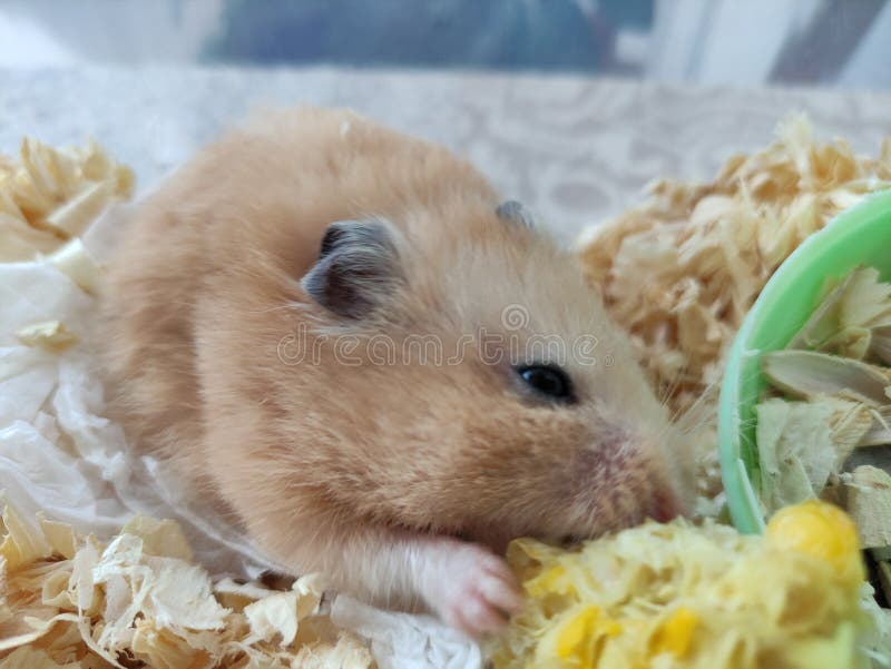 Syrian hamster eating corn stock photo. Image of isolated - 235757436