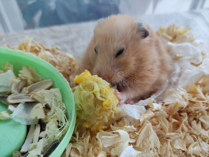 Syrian hamster eating corn stock image. Image of animal - 236079565