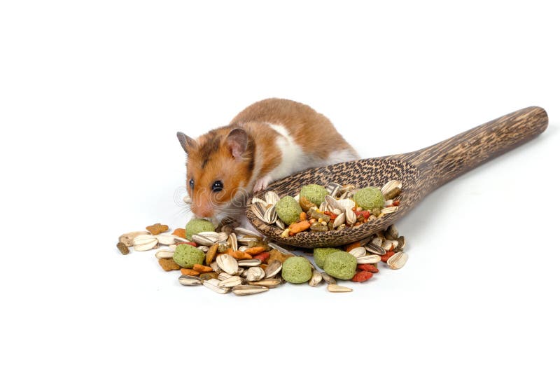 Syrian Hamster Eating Hamster Food Stock Image - Image of rodent ...