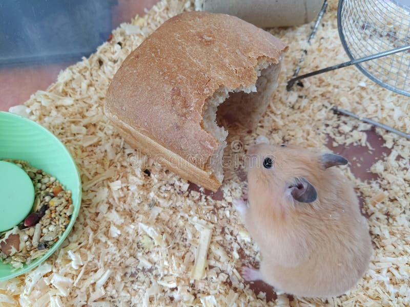 Syrian Hamster Eating a Loaf of Bread Stock Photo - Image of cheek ...