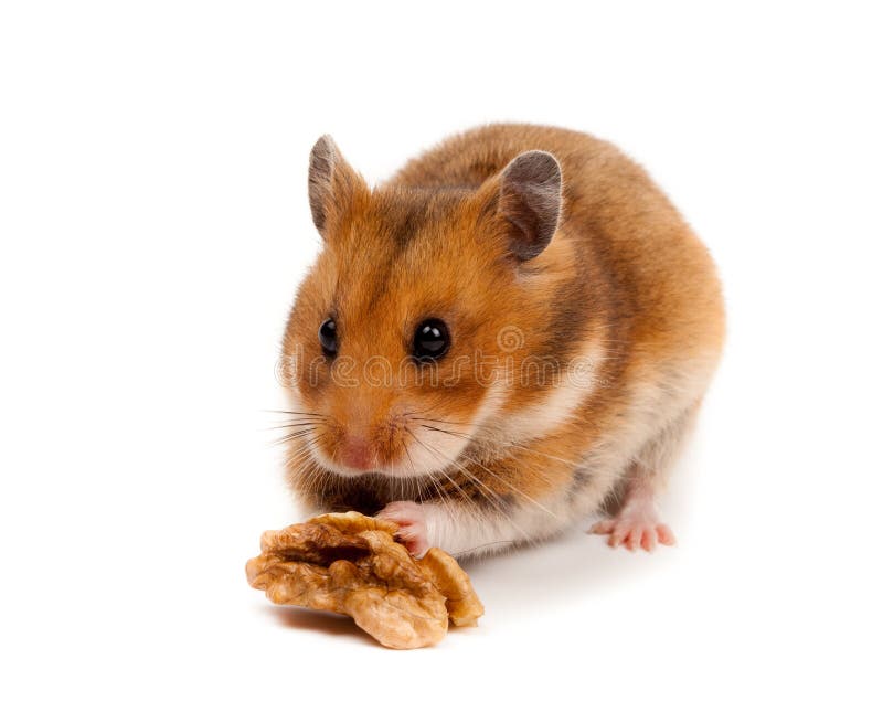 Syrian Hamster, Goldhamster (Mesocricetus Auratus) Stock Photo - Image ...