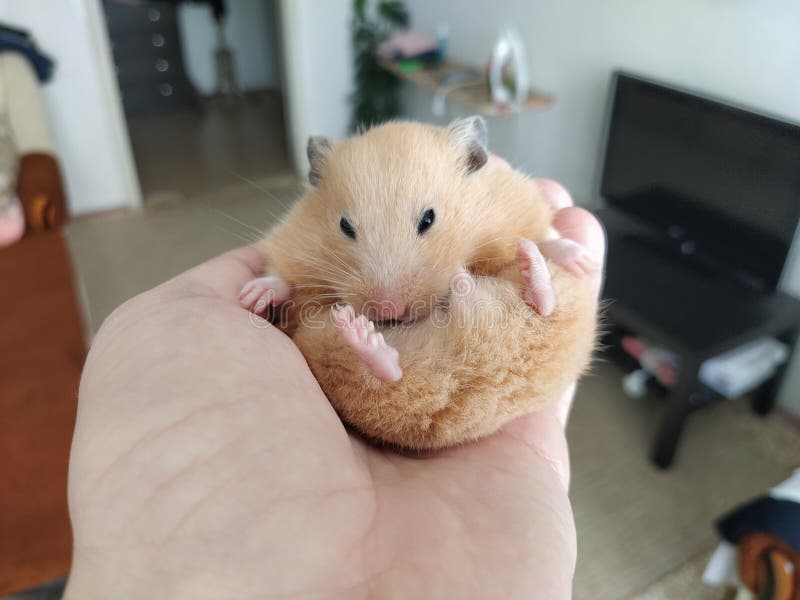 Syrian Hamster in Hand of the Owner Stock Photo - Image of adorable ...
