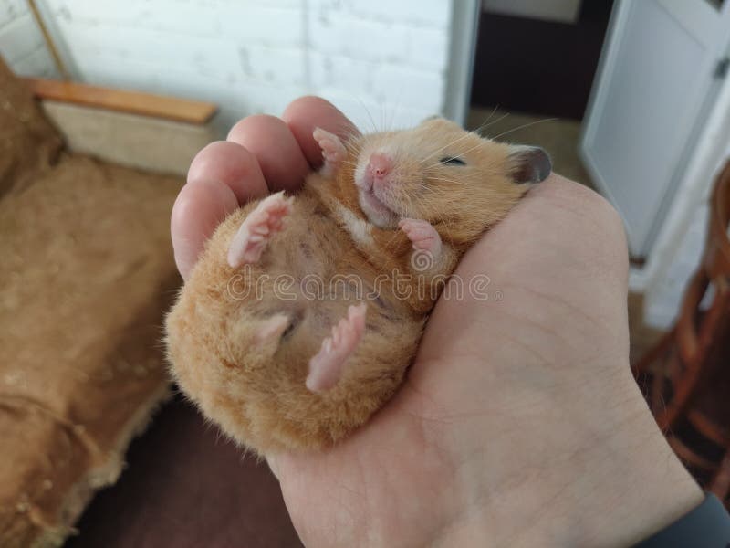Syrian Hamster in Hand of the Owner Stock Image - Image of cute, love ...