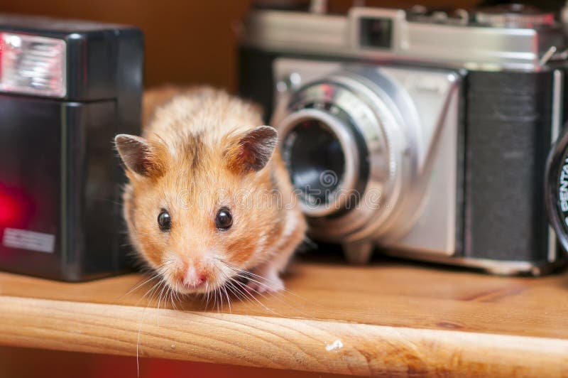 Syrian Hamster Mesocricetus Auratus Golden Hamster Stock Image - Image ...
