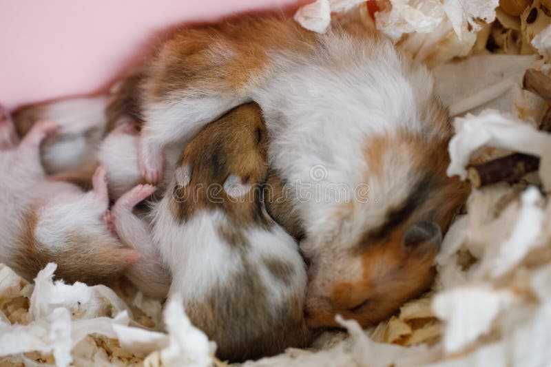Syrian Hamster Mother with Her Baby Hamster 10 Days Old Stock Image ...