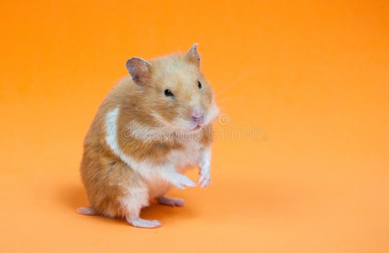 Syrian Hamster in Orange Backgroun Stock Image - Image of macro, food ...