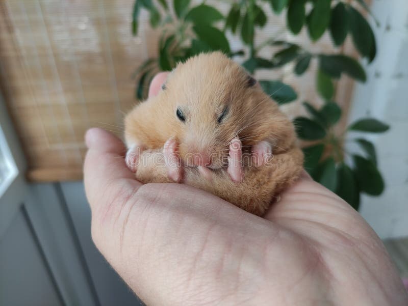Syrian Hamster in Sitting in a Hand Stock Image - Image of fluffy, baby ...