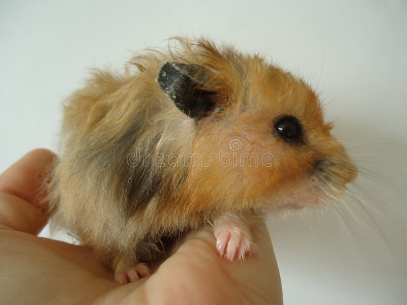 Syrian hamster. stock image. Image of small, whiskers - 85390099
