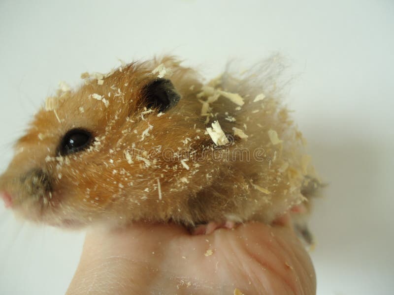 Syrian hamster. stock photo. Image of fauna, syrian, small - 85392814