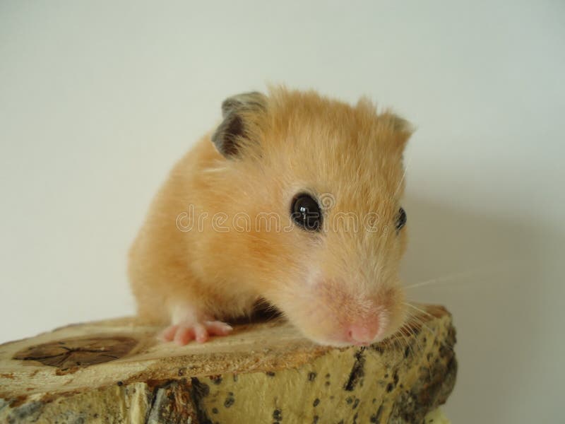 Syrian hamster. stock image. Image of fauna, rodent, deft - 85463649