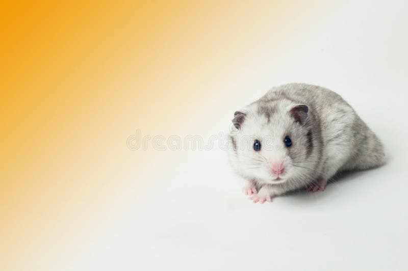 107 Blue Syrian Hamster Photos - Free & Royalty-Free Stock Photos from ...