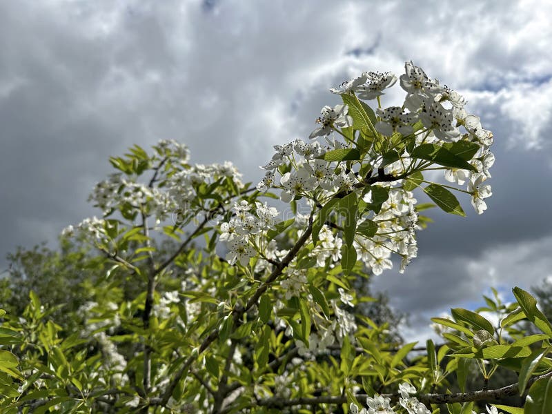 Pyrus Syriaca Stock Photos - Free & Royalty-Free Stock Photos from ...