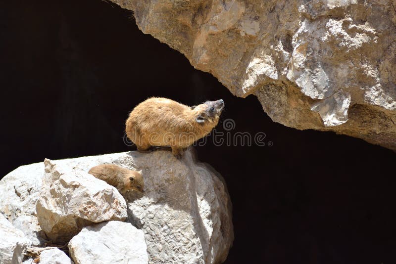 Degu sleeping stock photo. Image of caviomorph, tired - 14675616
