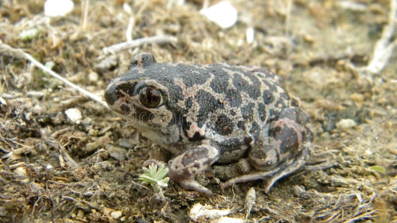 Balkan Spadefoot Toad - Pelobates Balcanicus Stock Image - Image of ...