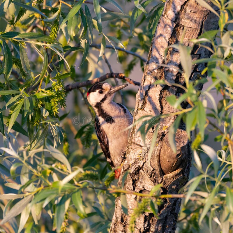 Syrian Woodpecker Dendrocopos Syriacus in the Wild Stock Image - Image ...