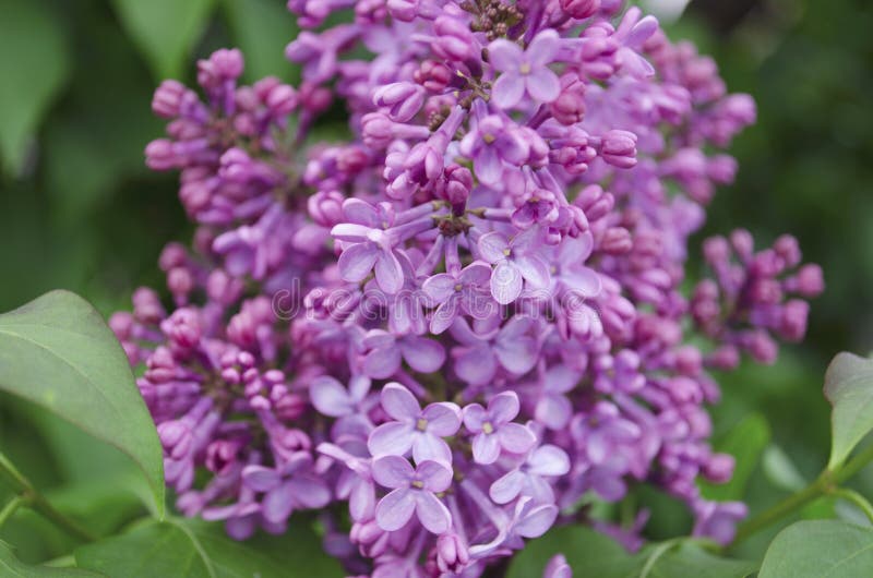 Syringa is Blooming. Spring Flowering Bush in Spring. Close-up, Violet ...