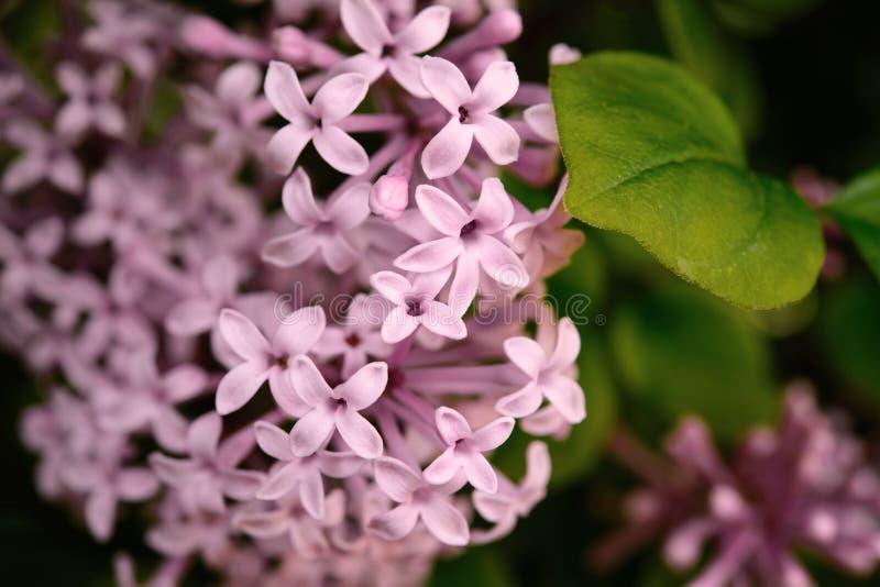 Syringa cor-de-rosa foto de stock. Imagem de floral, exterior - 31784422