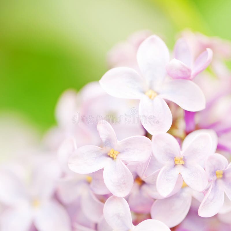 Syringa flower stock photo. Image of green, background - 24267208