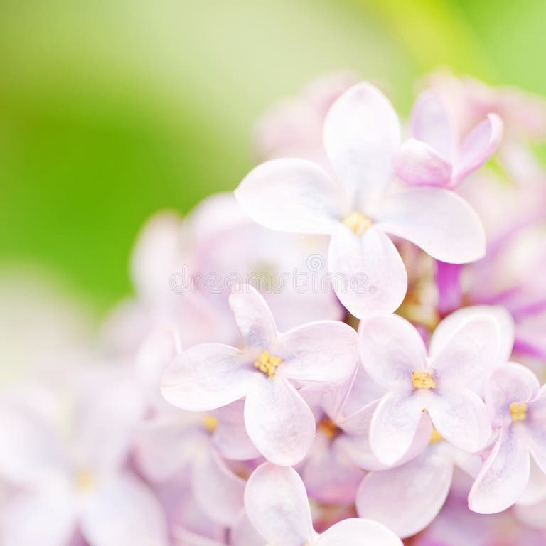 Syringa flower stock photo. Image of green, background - 24267208